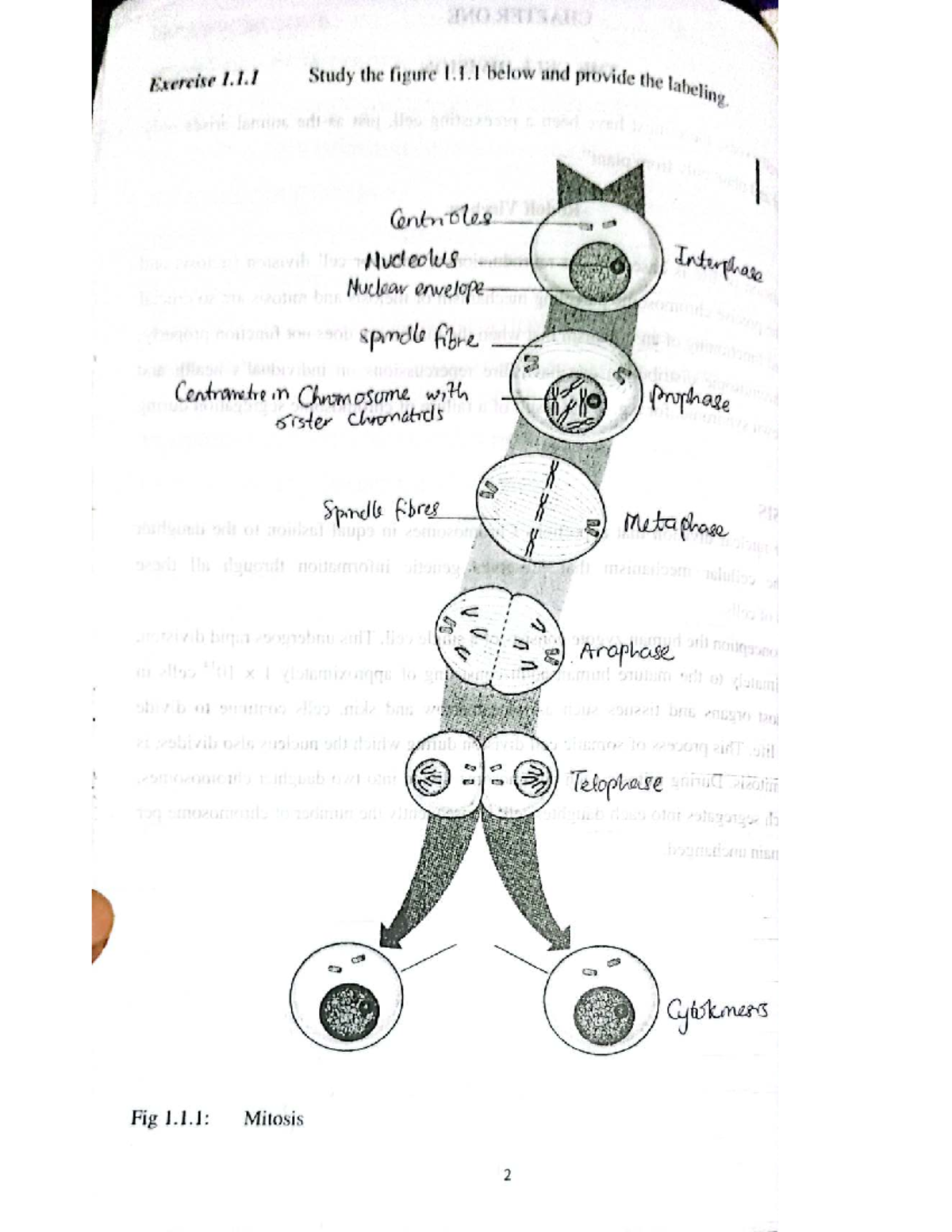 Complete Genetics Manual (SUTSABO) - Mitosis & Meiosis Exercises - Studocu