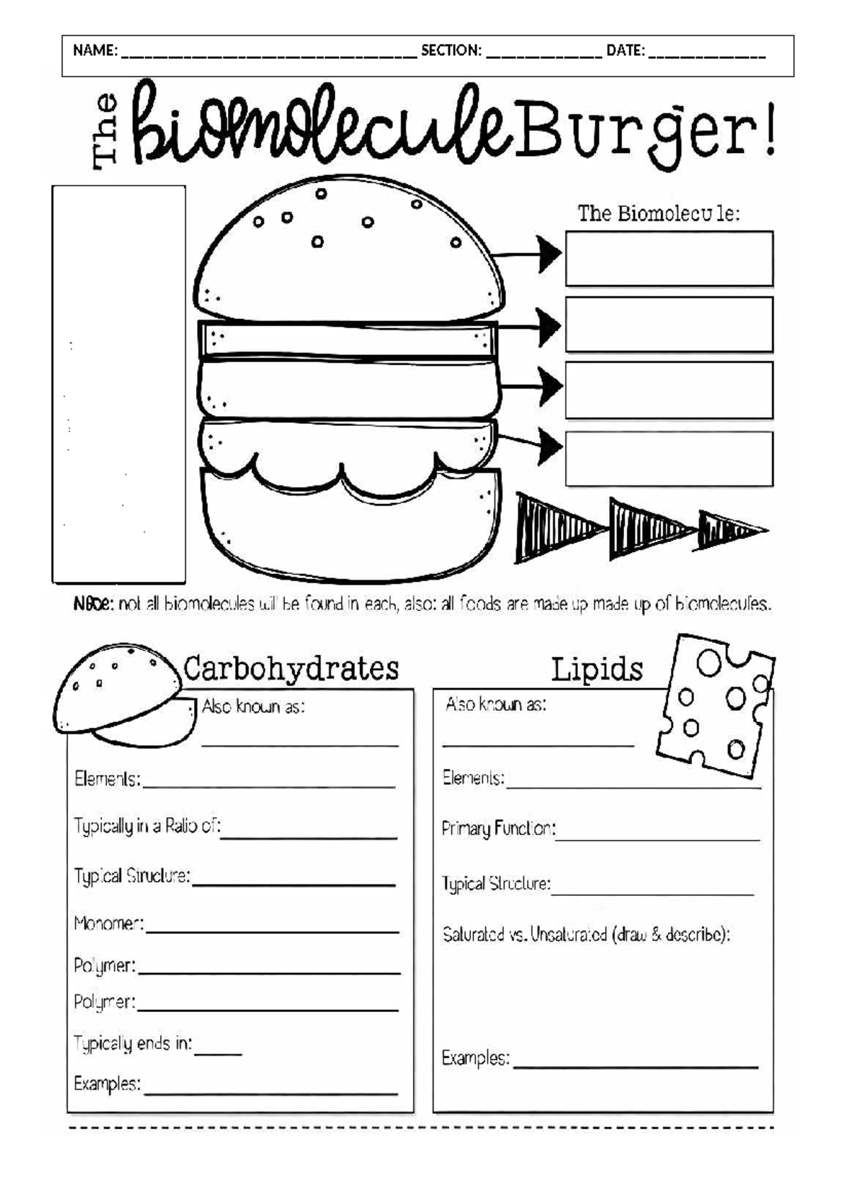 Biomolecules Worksheet: Understanding Life's Building Blocks - Studocu