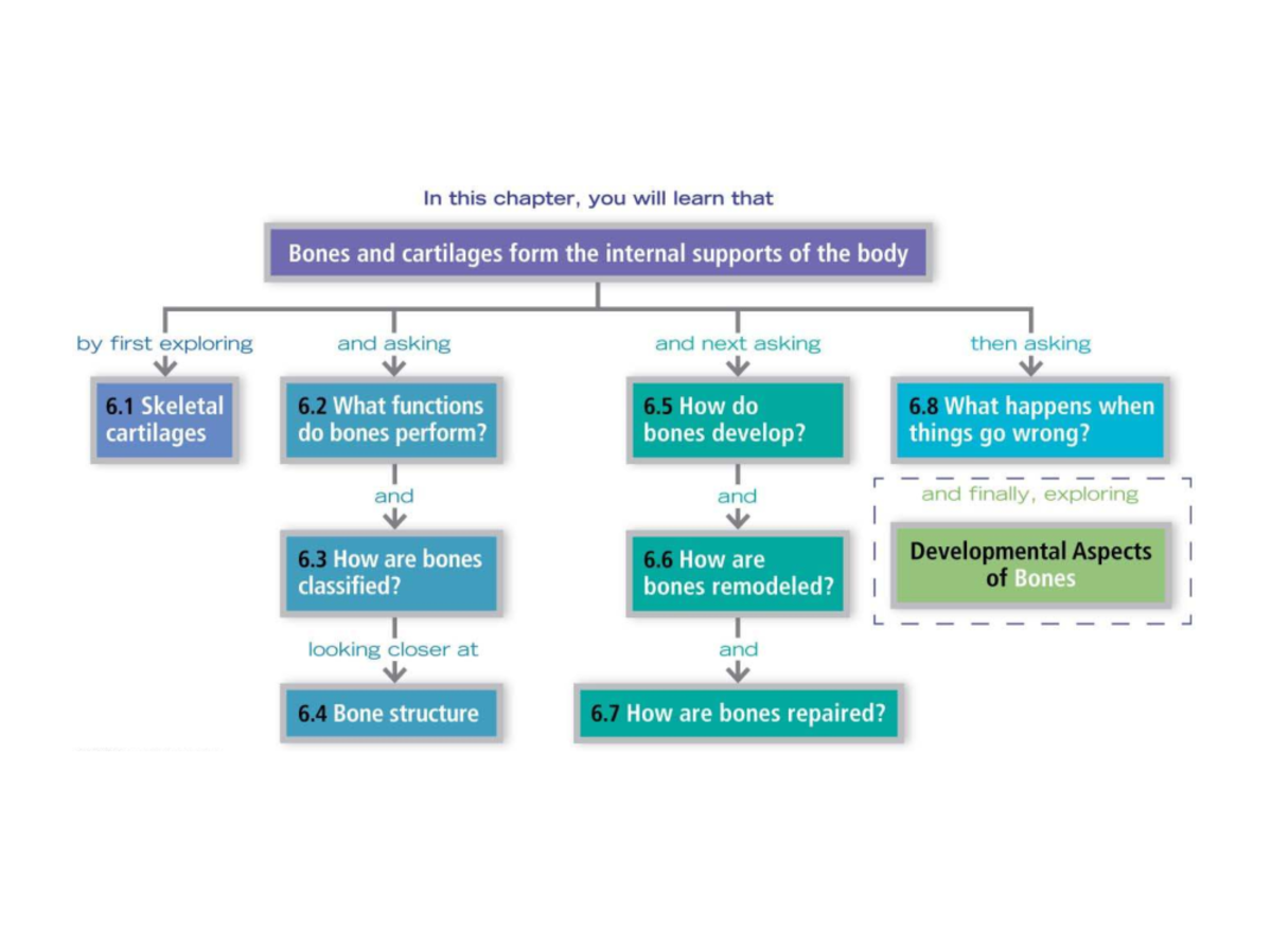 Skeletal System Overview: Structure, Function & Classification (BIO101) - Studocu
