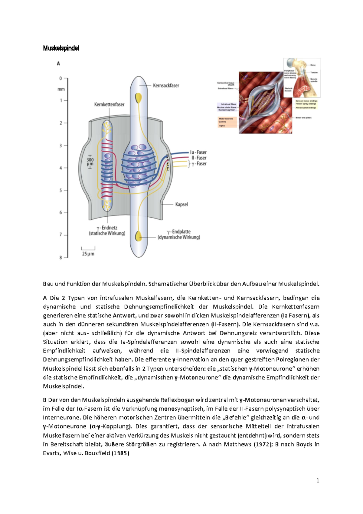Texte Muskelspindel - Muskelspindel Bau und Funktion der Muskelspindeln ...