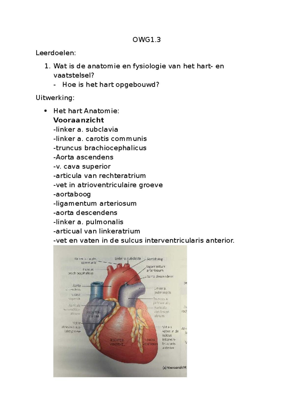 OWG1.3 Anatomie en Fysiologie van het Hart en Vaatstelsel - Studeersnel