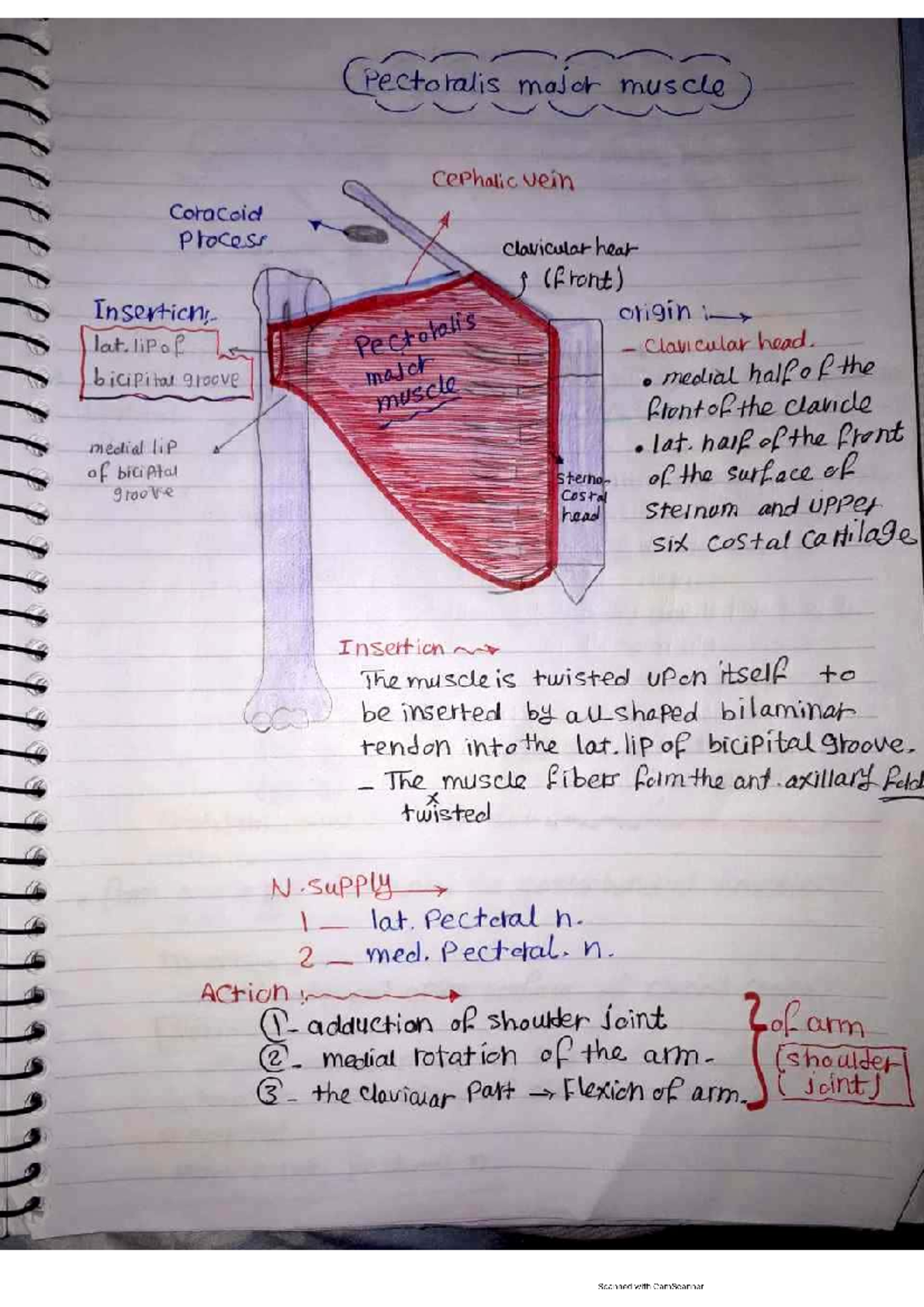 Upper LIMB colorful notes - Pectoralis major muscle ) Cephalic vein ...