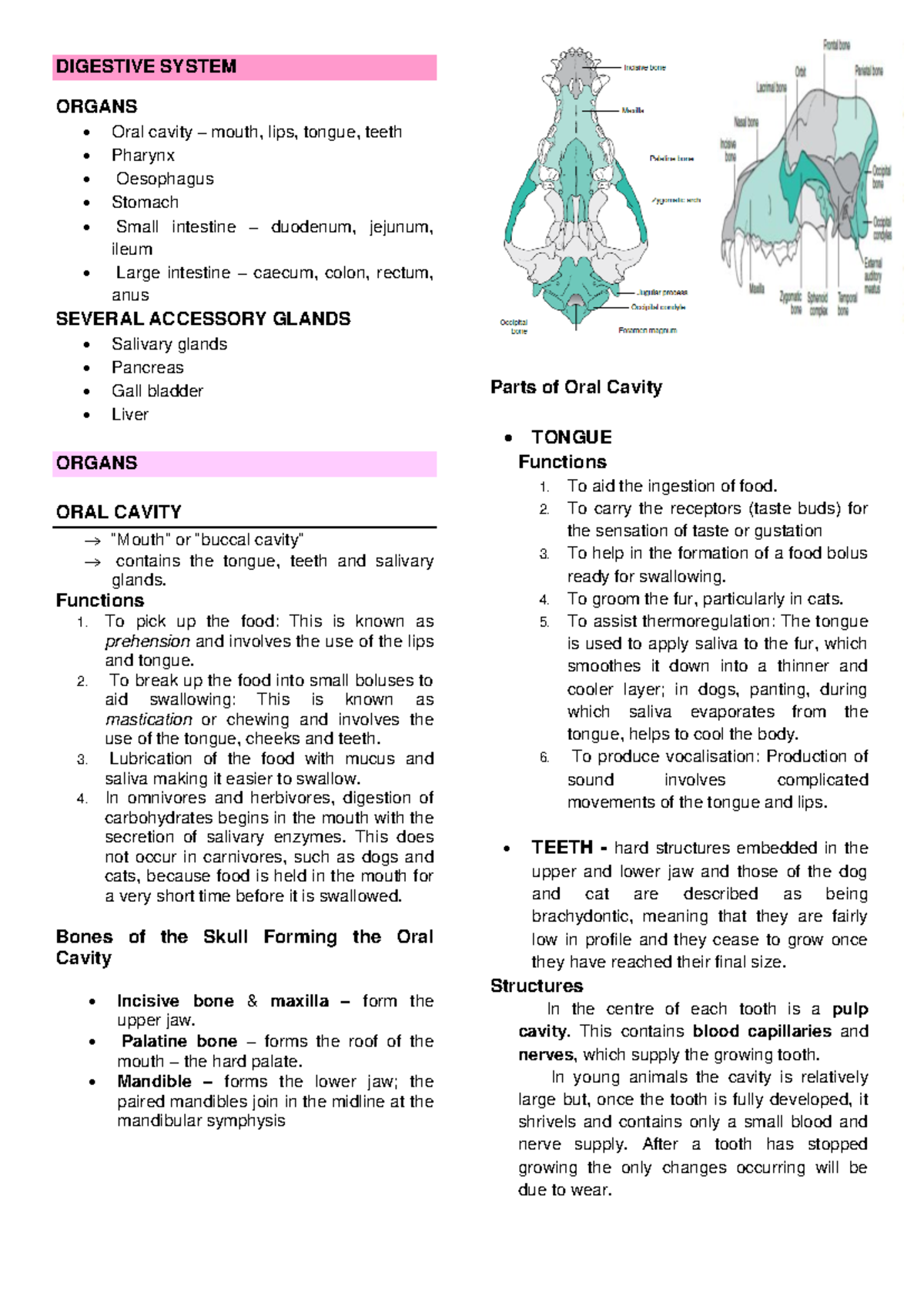 Digestive- System - DIGESTIVE SYSTEM ORGANS • Oral cavity – mouth, lips ...