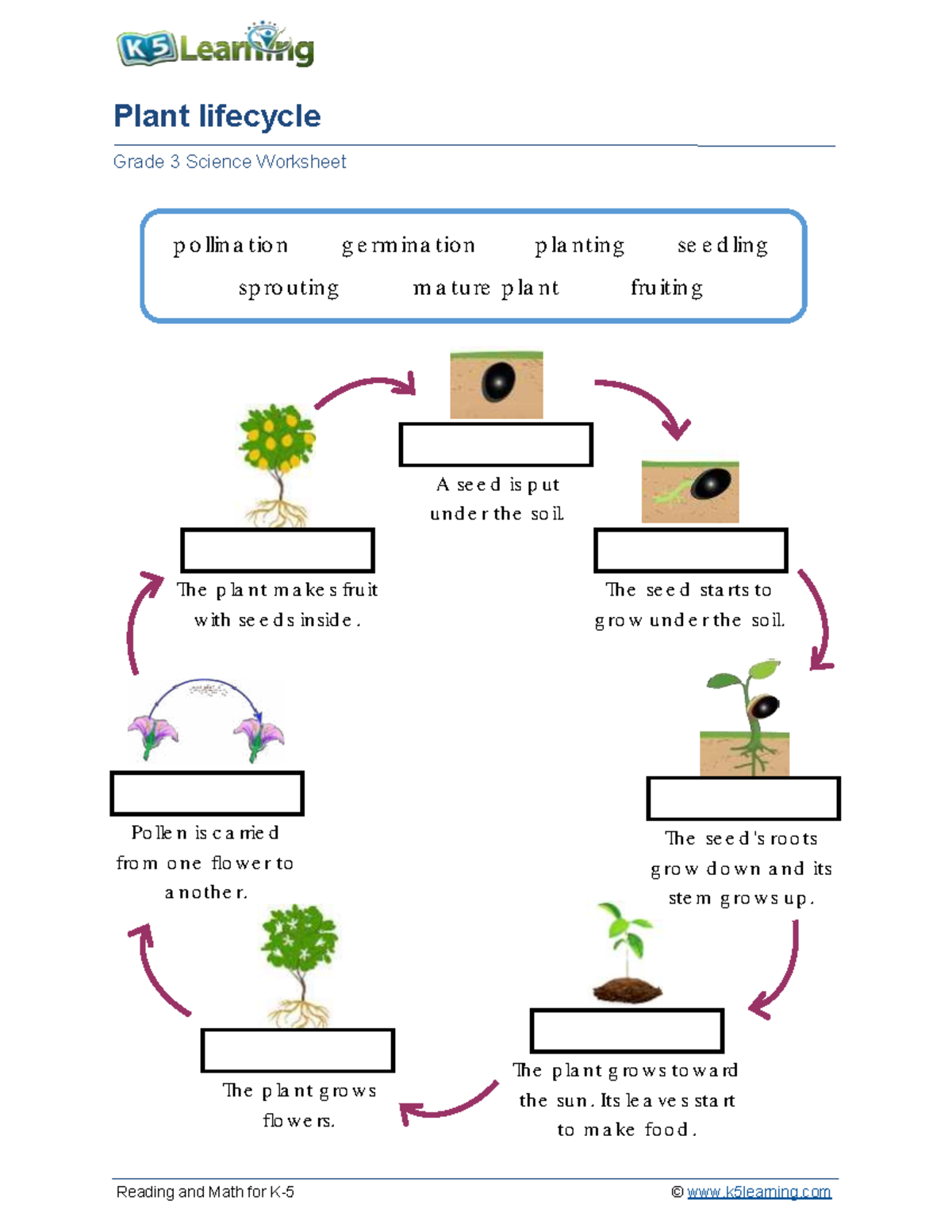 Grade 3 Science: Plant Lifecycle Worksheet - Studocu