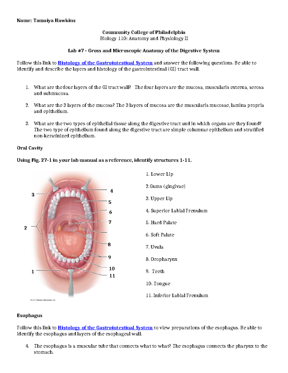 Lab #7 - Comprehensive Study on the Digestive System Anatomy - Studocu