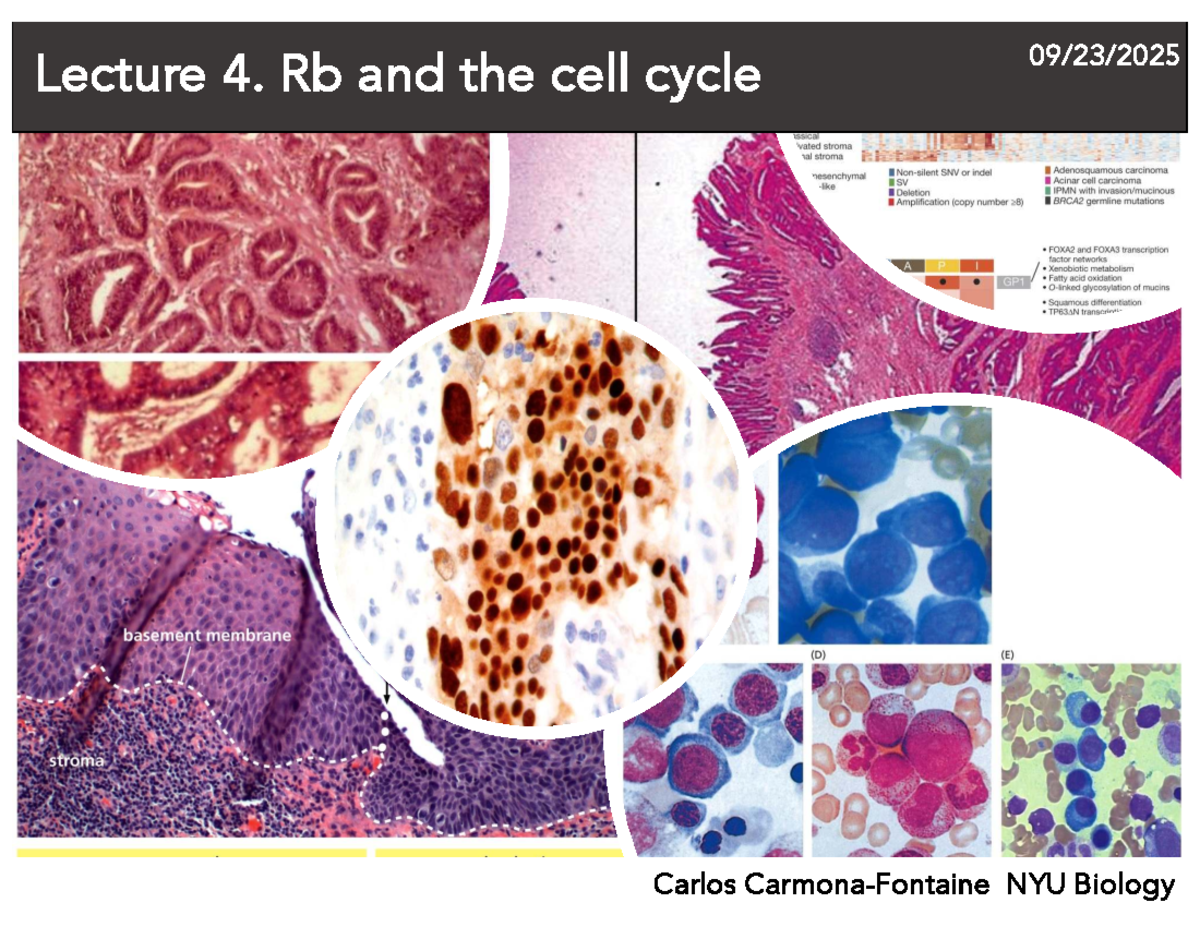Cell Cycle Regulation and Rb Insights (BIO101 Lecture 4) - Studocu
