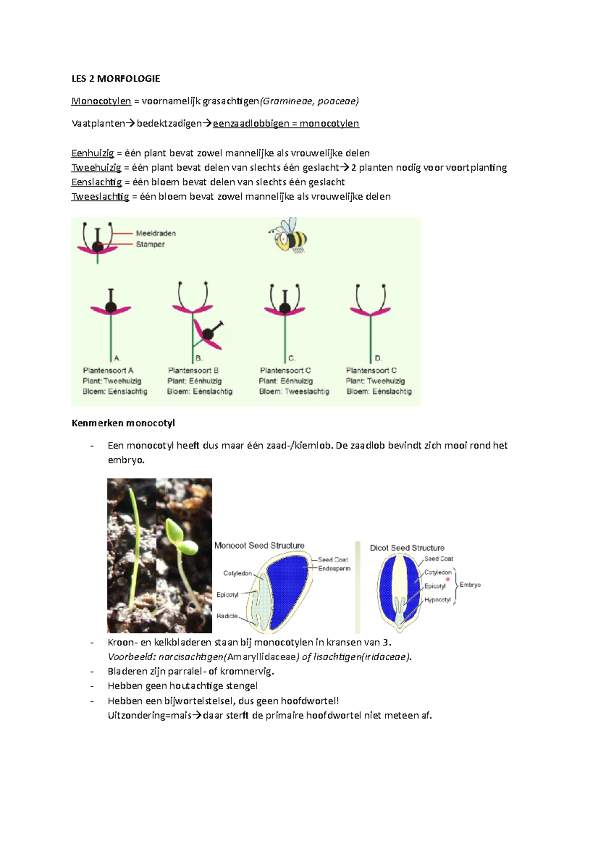 Plantkunde samenvatting les 2 - LES 2 MORFOLOGIE Monocotylen ...