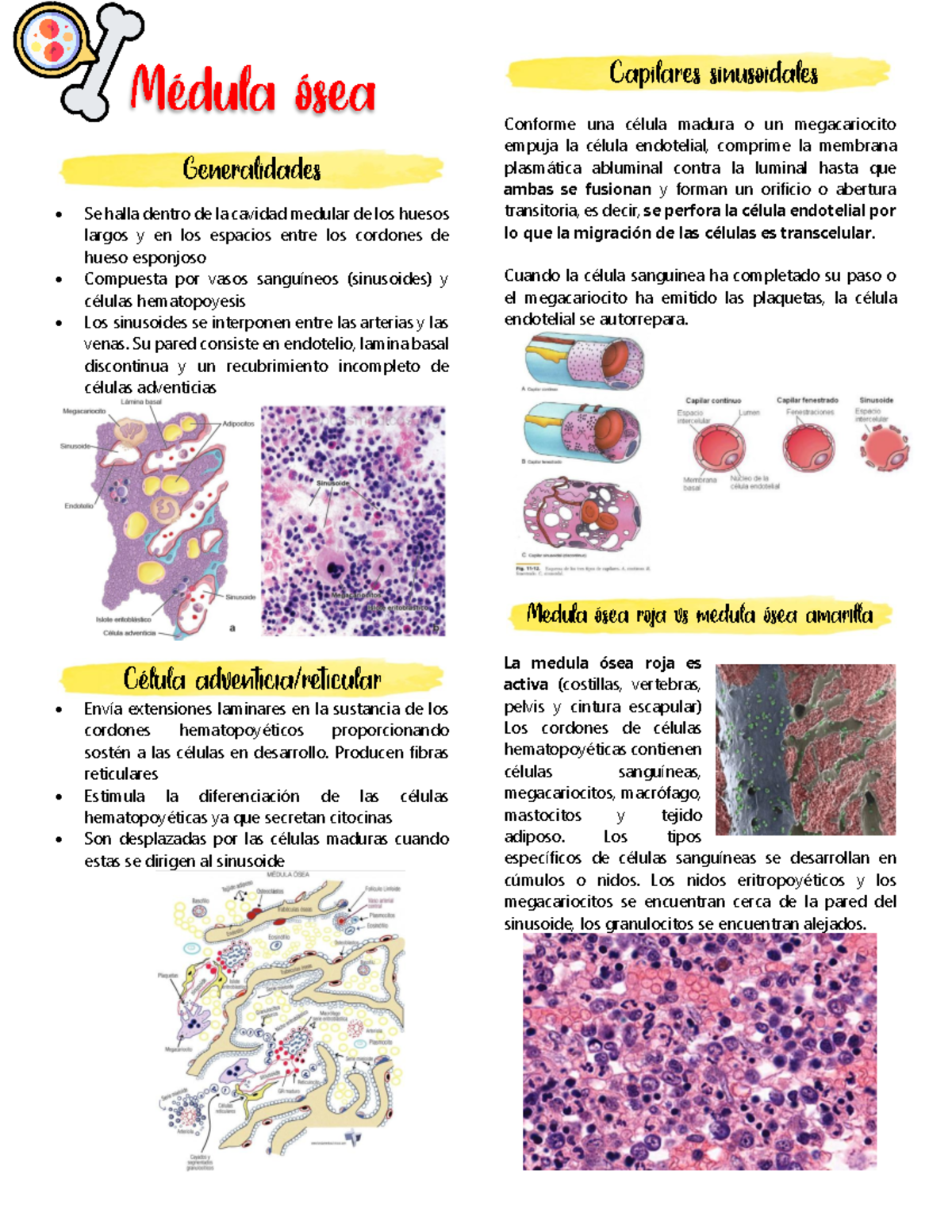 Médula ósea y Eritropoyesis - Se halla dentro de la cavidad medular de ...