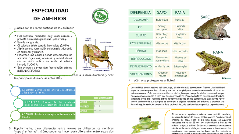 ESPECIALIDAD DE ANFIBIOS: Características y Ordenes de la Clase ...