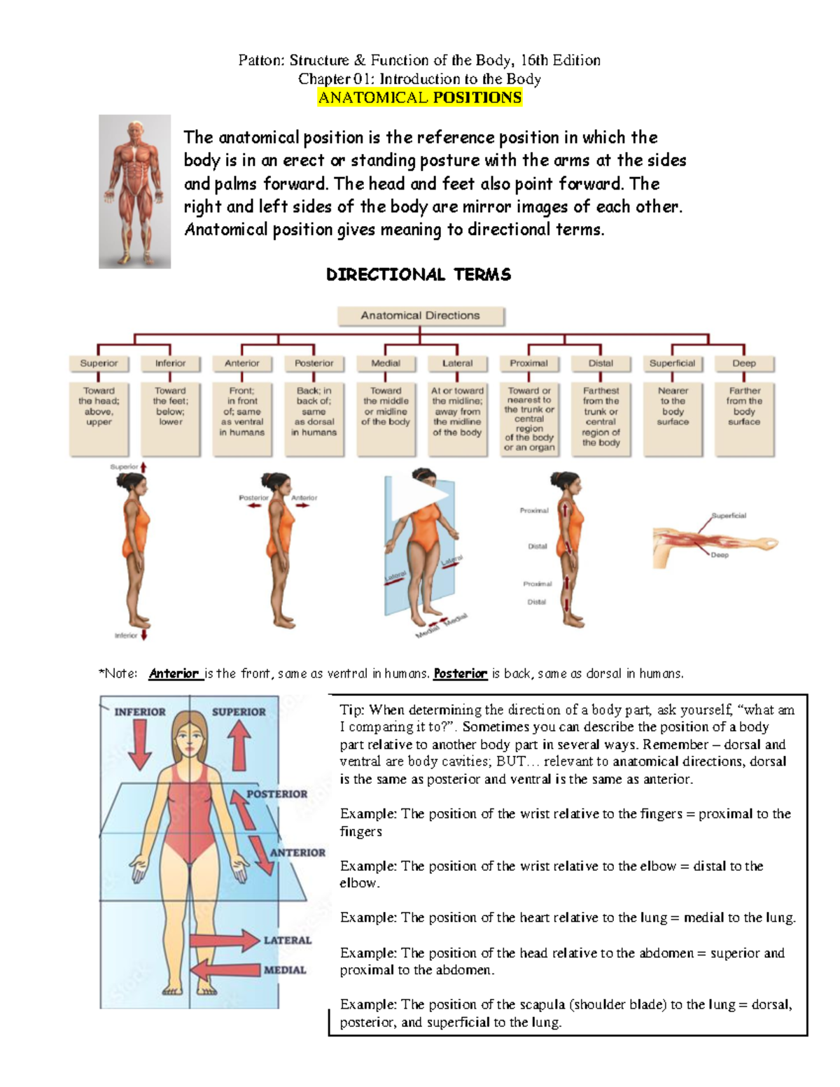 Ch. 1 Anatomical Positions: Understanding Directions & Planes - Studocu