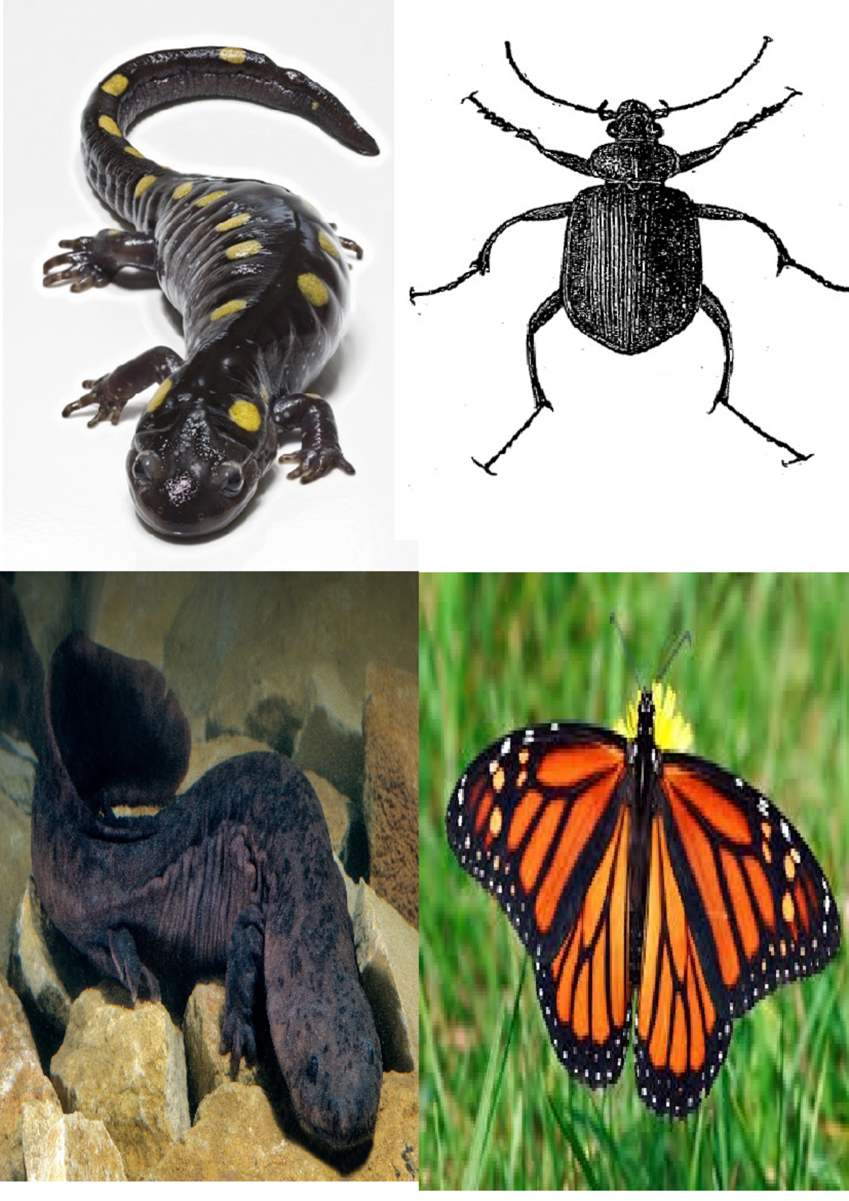 G5 - ANIMALS TO SEE IN FARM - Bcahelor of Science in Medical Laboratory ...