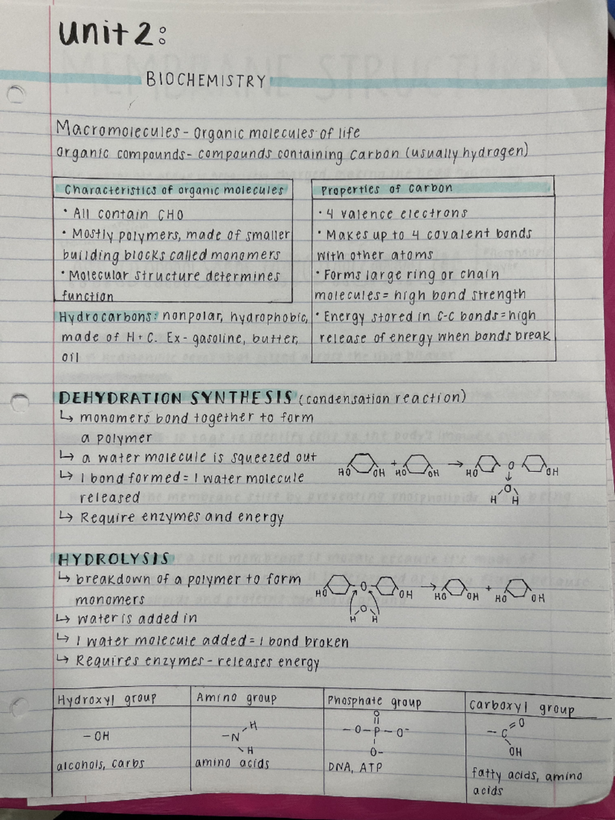 Biochemistry - Honors Biology - Unit 2: BIOCHEMISTRY? organic molecules ...