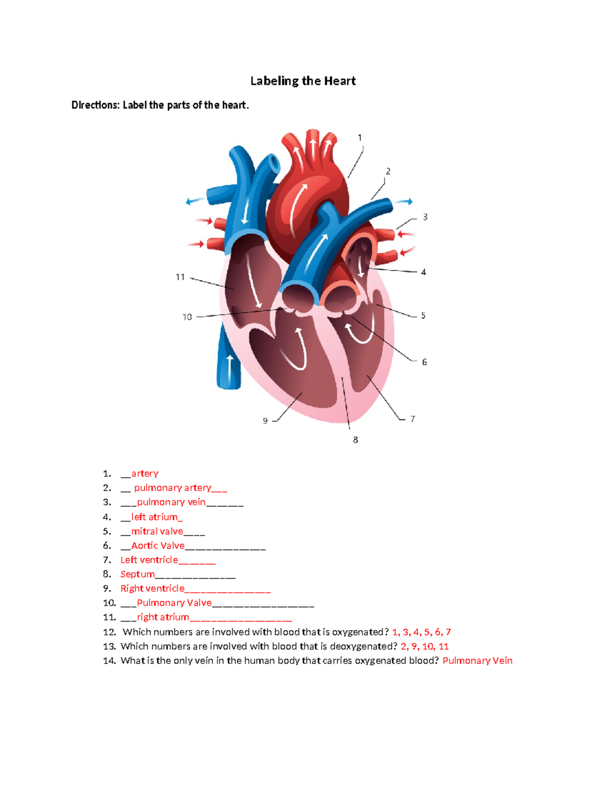 Heart Worksheet - Labeling the Heart Directions: Label the parts of the ...