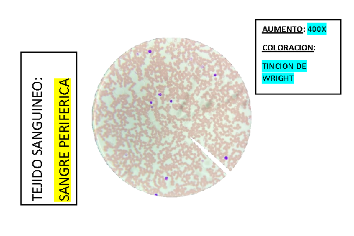 Laminas Cortes Histologicos - TEJIDO SANGUINEO: SANGRE PERIFERICA ...