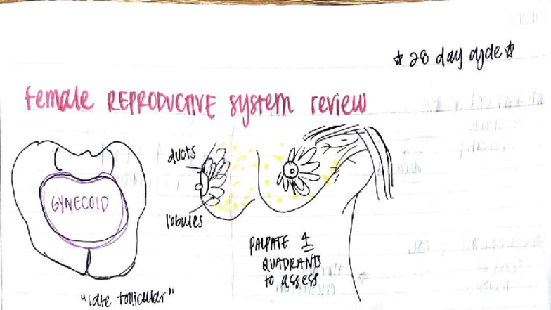 Female Reproductive System Review - NUR 254 - I I I f I , I t ...