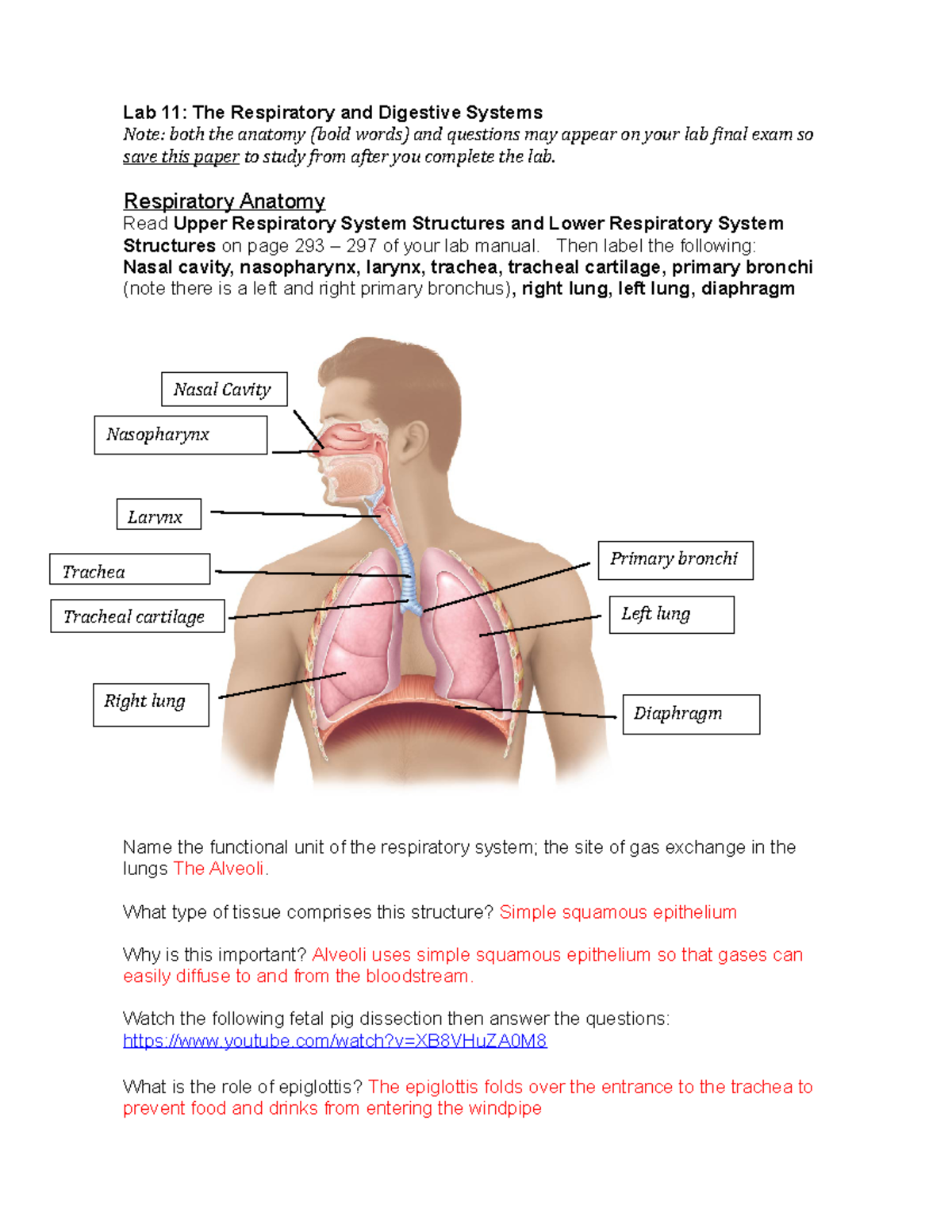Respiratory and Digestive Lab-LP - Lab 11: The Respiratory and ...