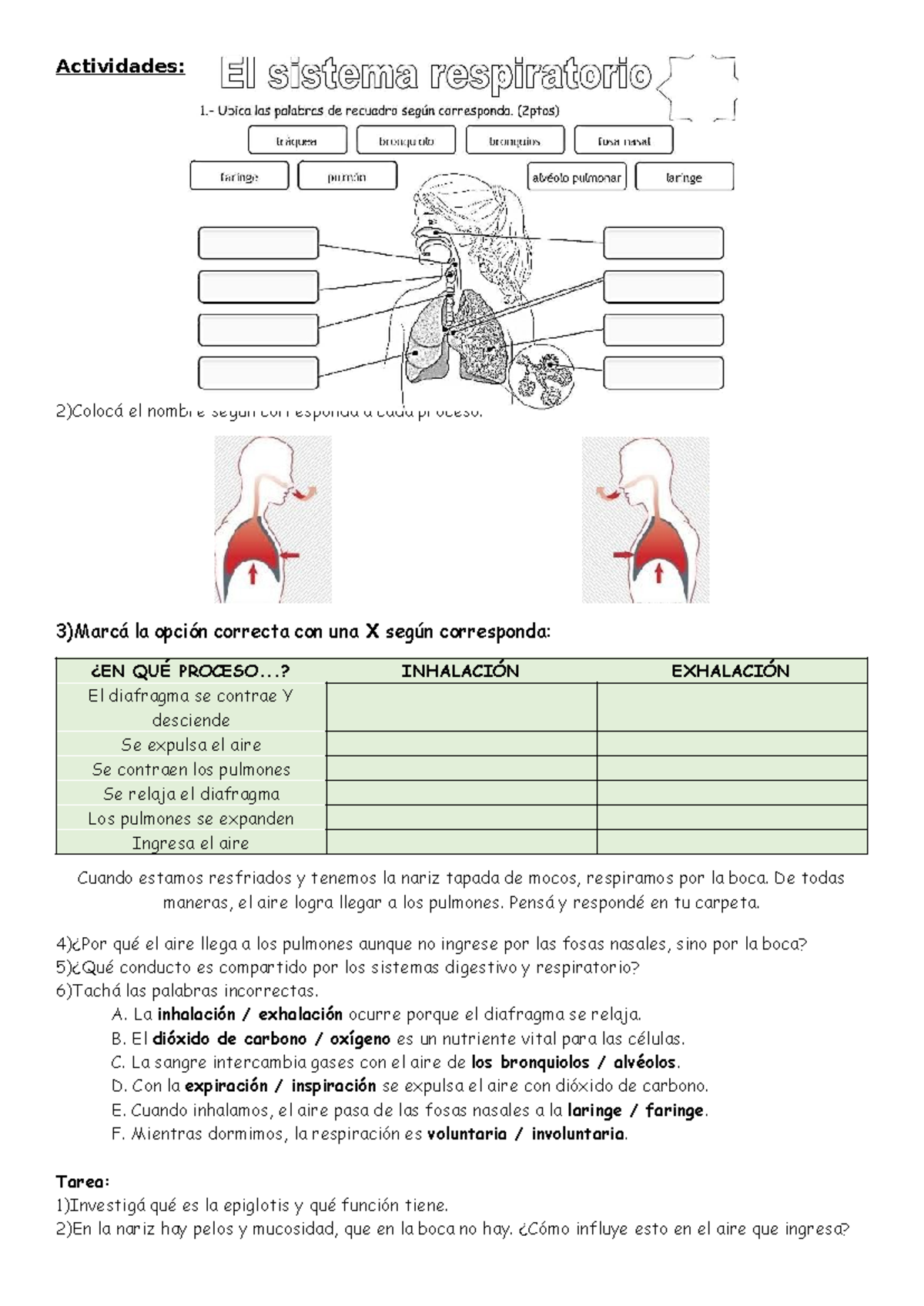 Actividades: Sistema Respiratorio - Ejercicios y Tareas - Studocu