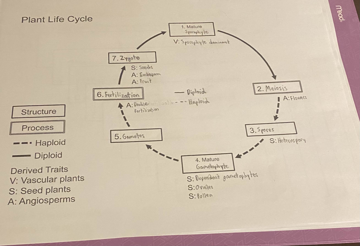 Plant Life Cycle Organizer converted - 01:119:116 - Plant Life Cycle ...