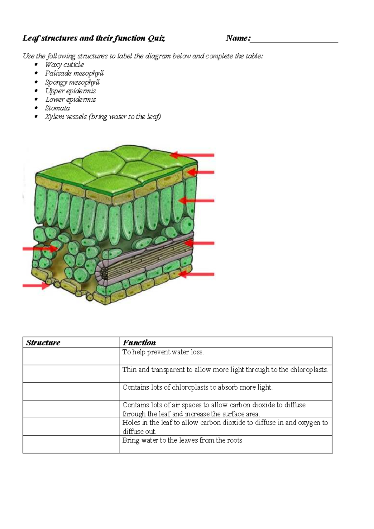 Leaf Structures and Their Function Quiz - Studocu