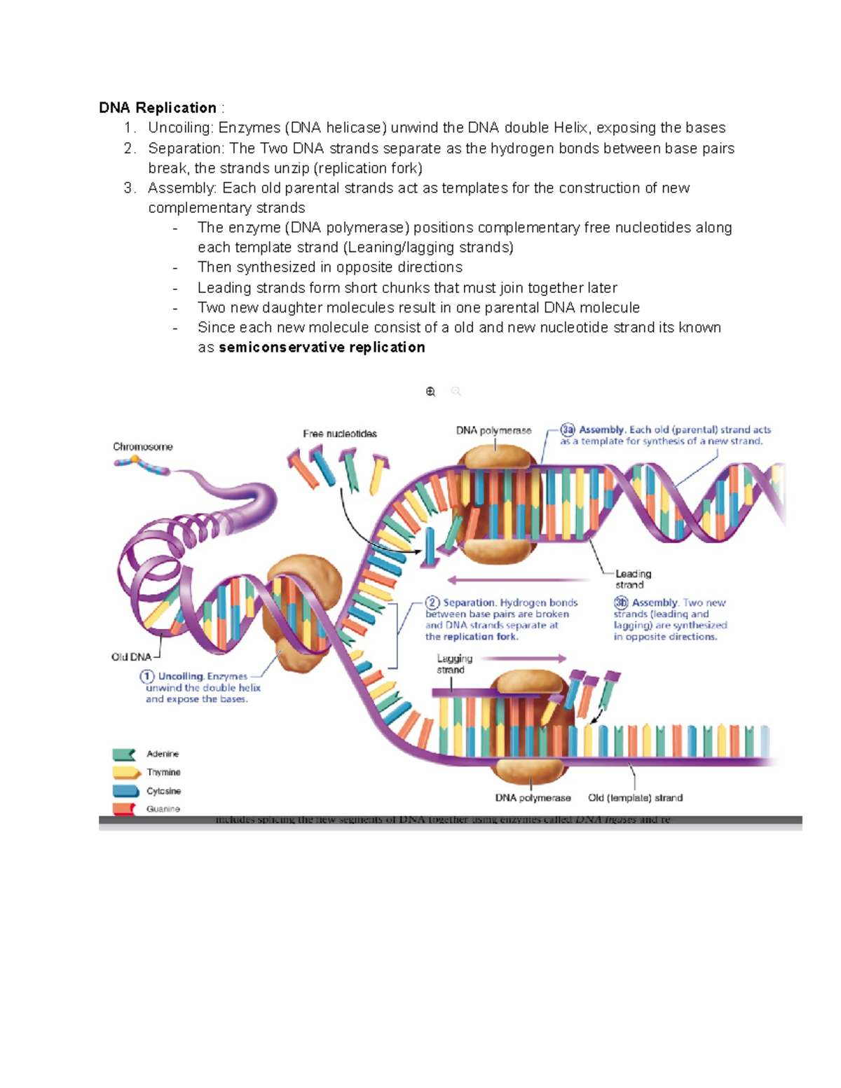 DNA Replication Process: Enzymes & Strand Analysis (BIO101) - Studocu