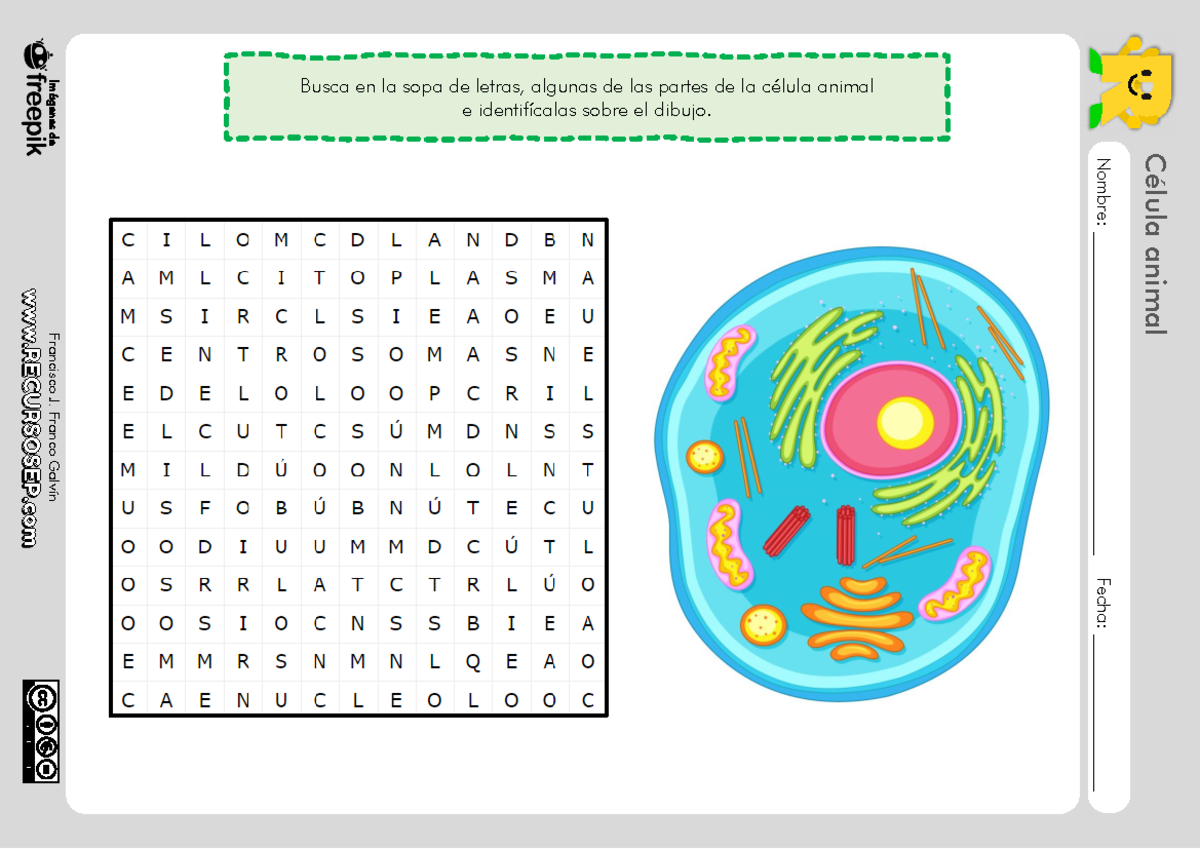 Sopa de letras partes celula animal - Biologia - Célula anima l Nombre ...