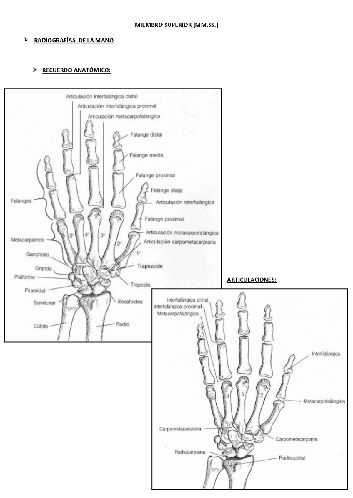 Técnicas I.2 RX Mano - 1er Año: Descripción y Proyecciones Radiológicas ...