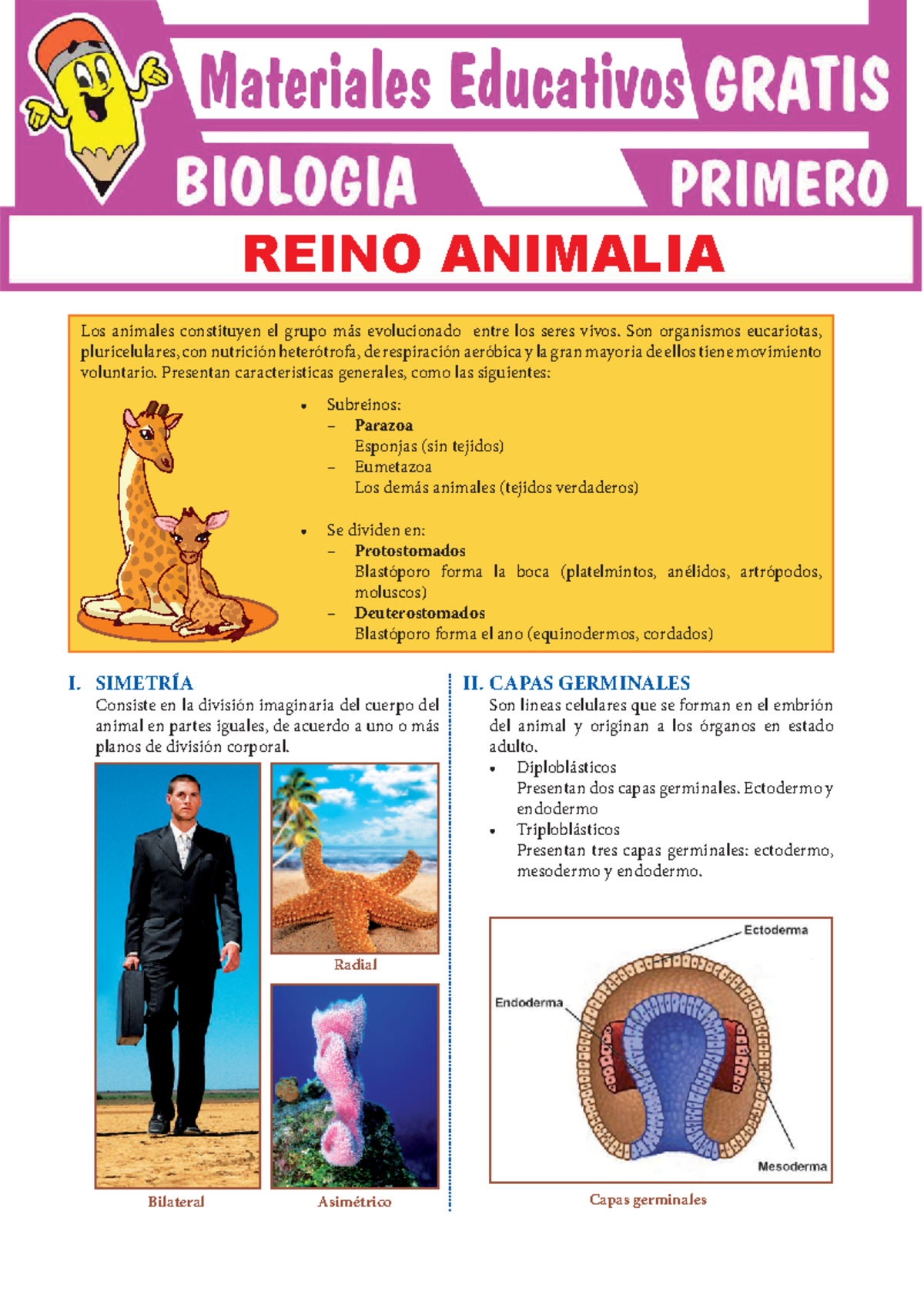 Reino Animalia: Guía de Estudio para Primero de Secundaria - Studocu