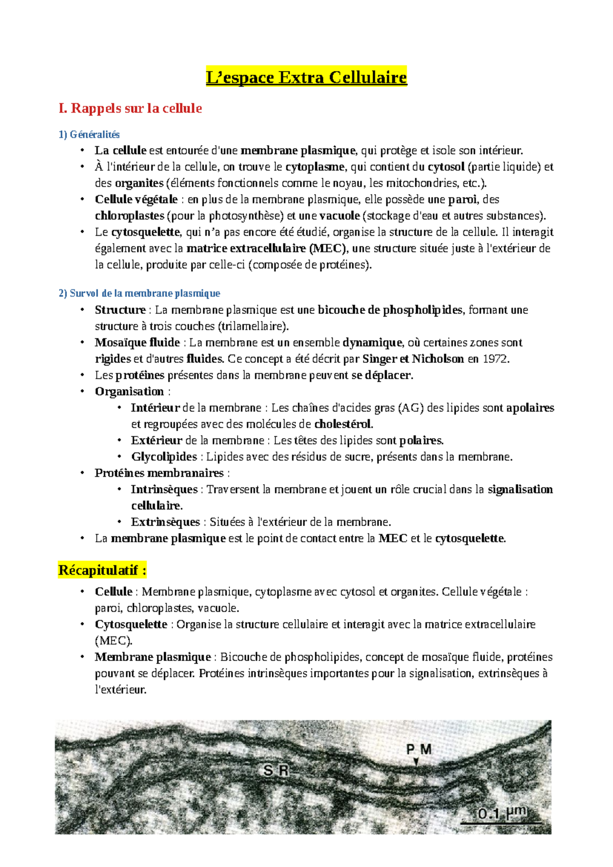 L'espace Extra Cellulaire : Structure, Rôle et Compositions Importantes ...