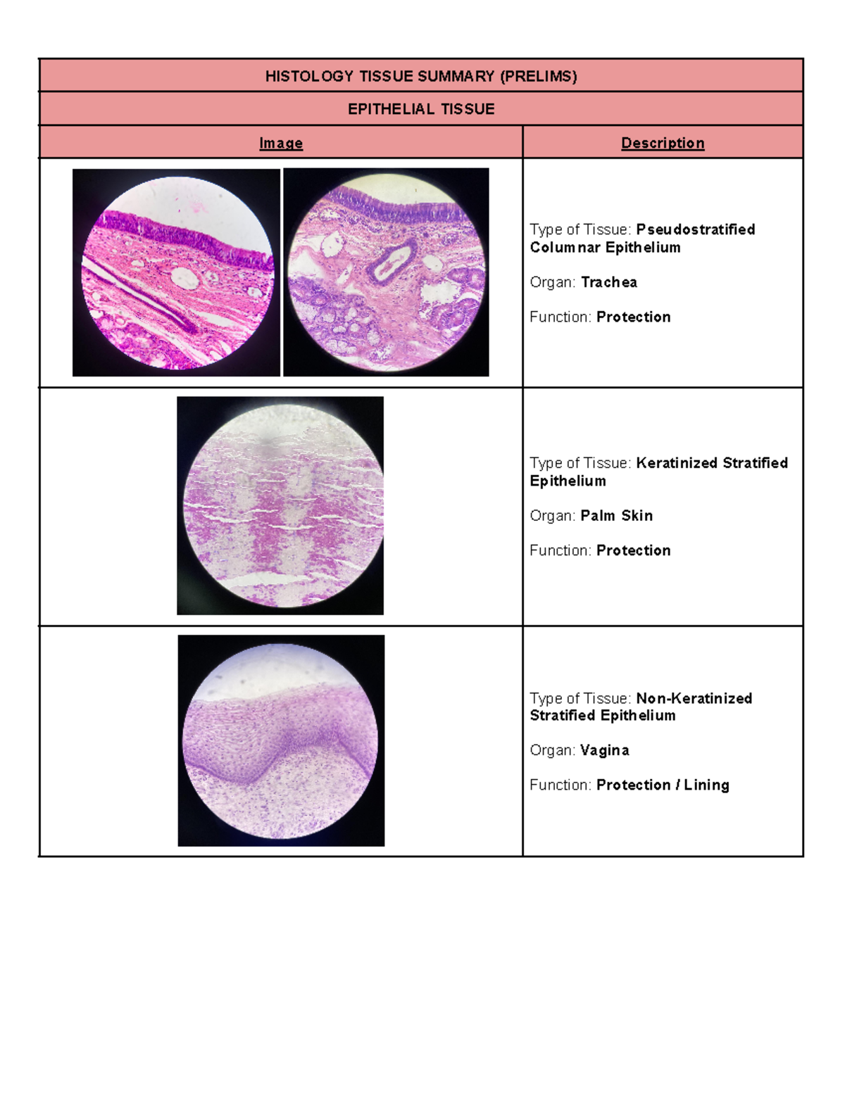 Museo De Histologia ( Complete) - HISTOLOGY TISSUE SUMMARY (PRELIMS ...
