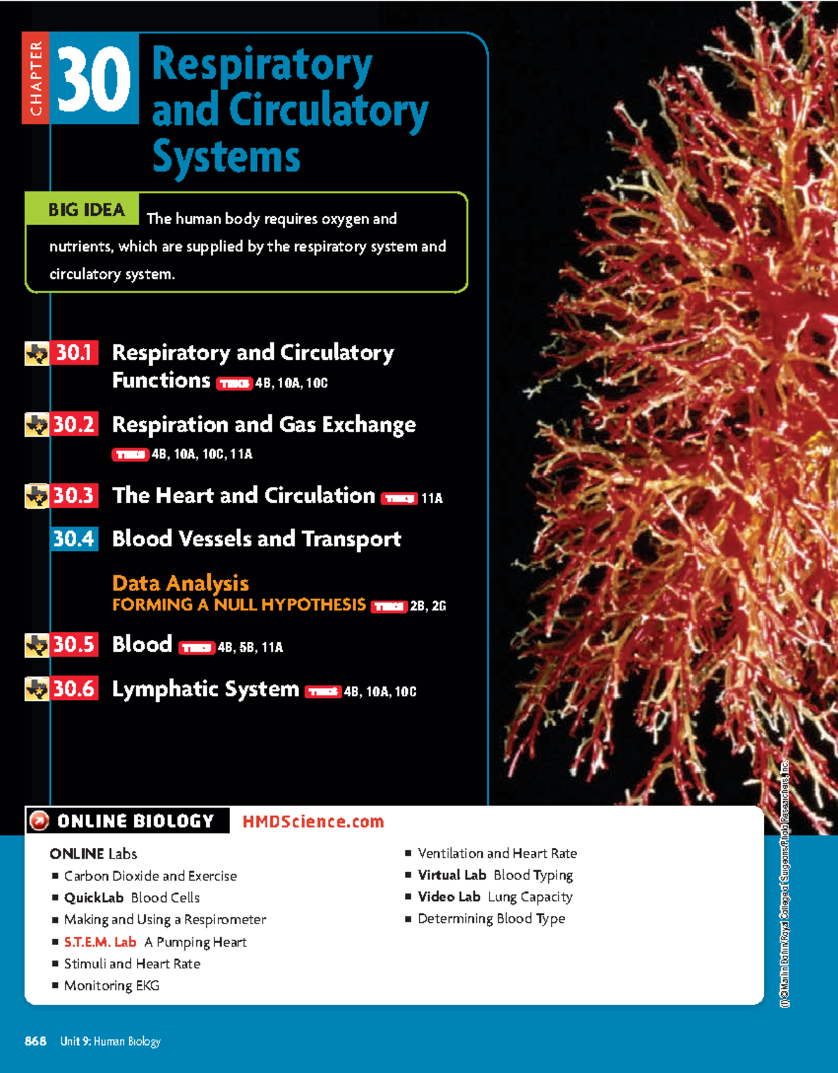 Bio Ch 30: Overview of Human Respiratory & Circulatory Systems - Studocu