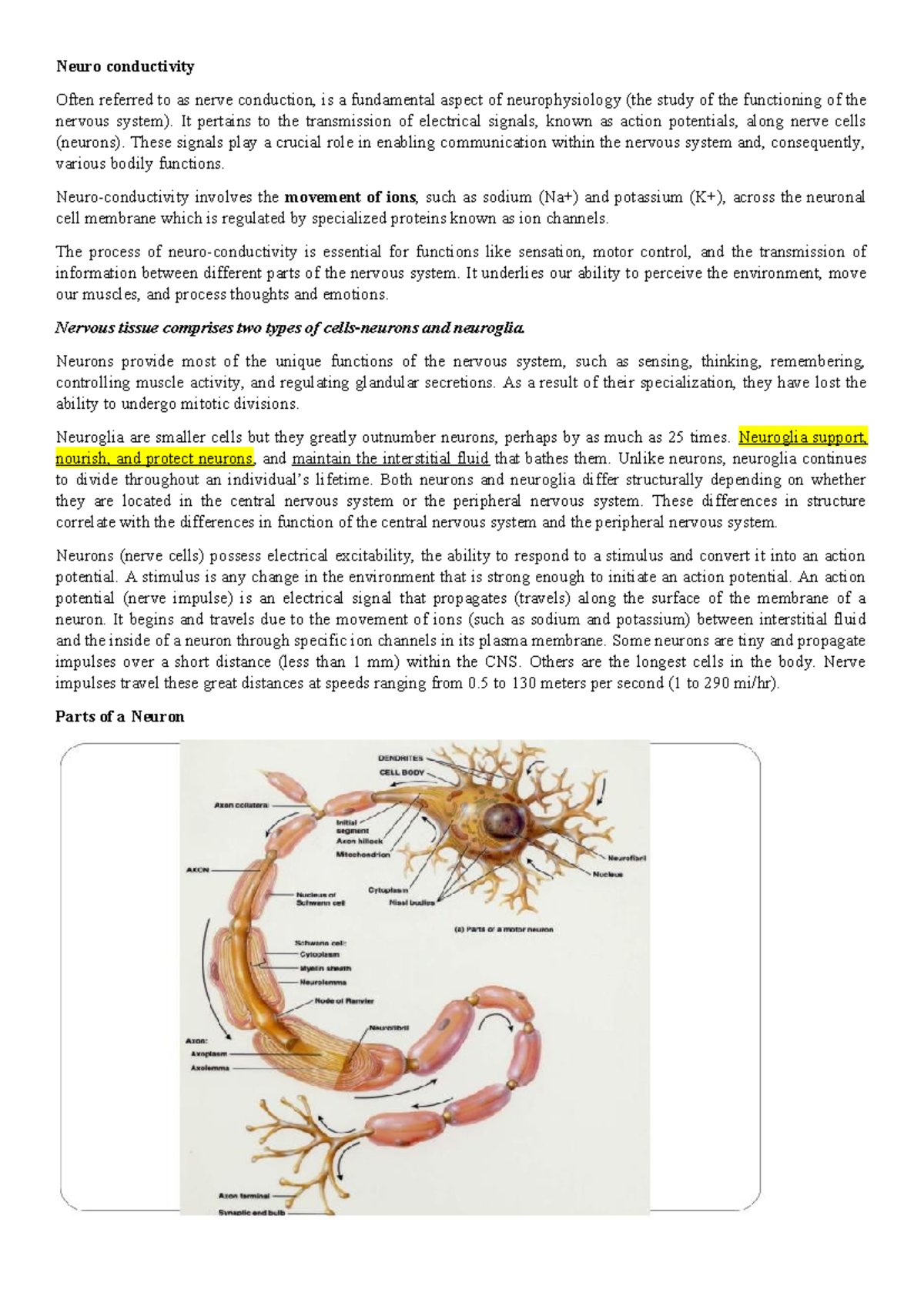 Neuroconductivity Essentials: Understanding Nerve Signal Transmission ...