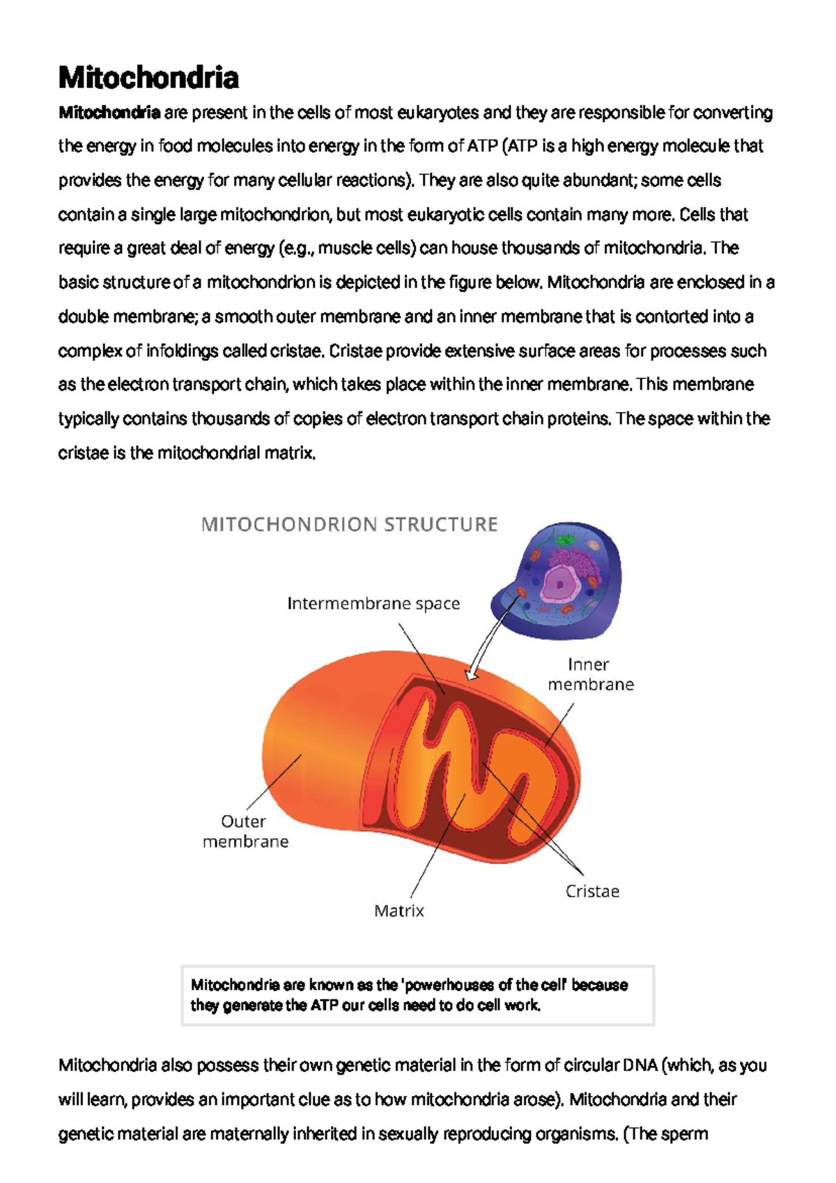 Mitochondria and Chloroplasts: Structure, Function, and Evolution - Studocu