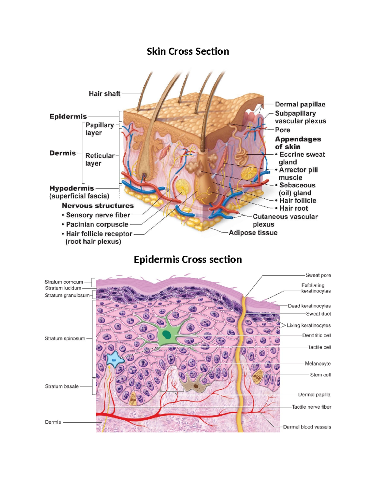 Epidermis Cross Section Analysis - Study 4A - Studocu