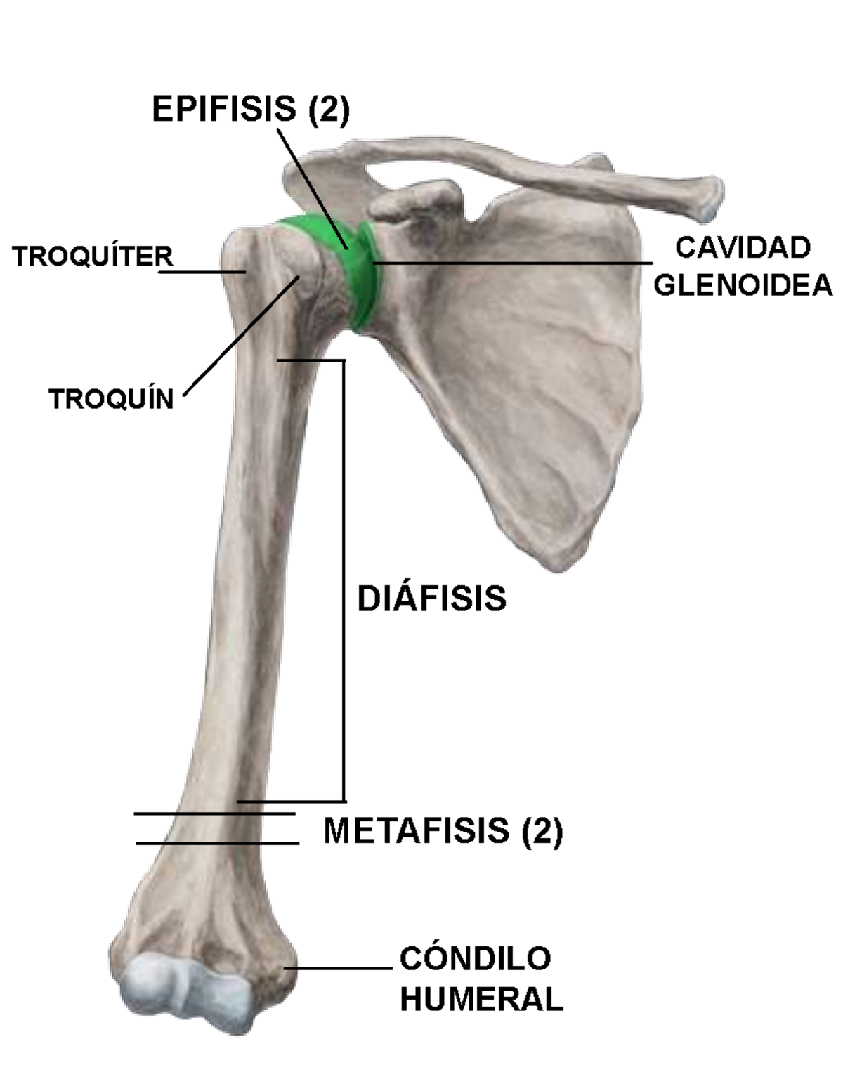 Glenohumeral - asd - Anatomía - METAFISIS (2) CAVIDAD GLENOIDEA ...