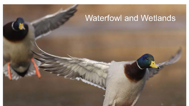 Waterfowl Conservation and Legislation Review - WFC 10 Analysis - Studocu