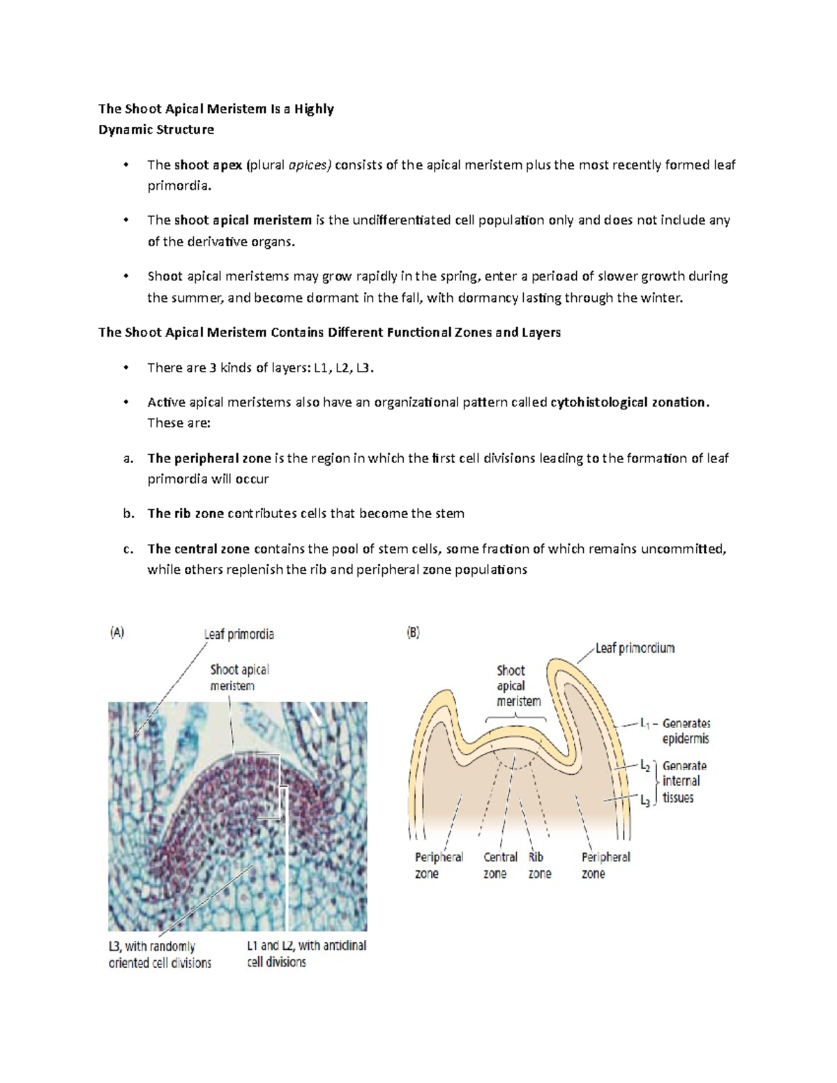 Dynamic Structure of Shoot Apical Meristem in Plant Development - Studocu