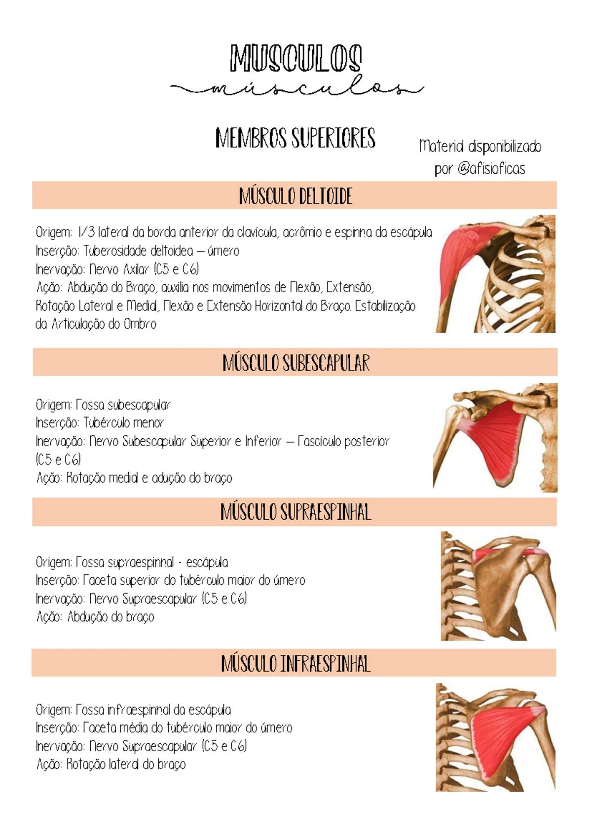Articulações sinartroses, anfiartroses e diatroses - SINARTROSE: tecido ...