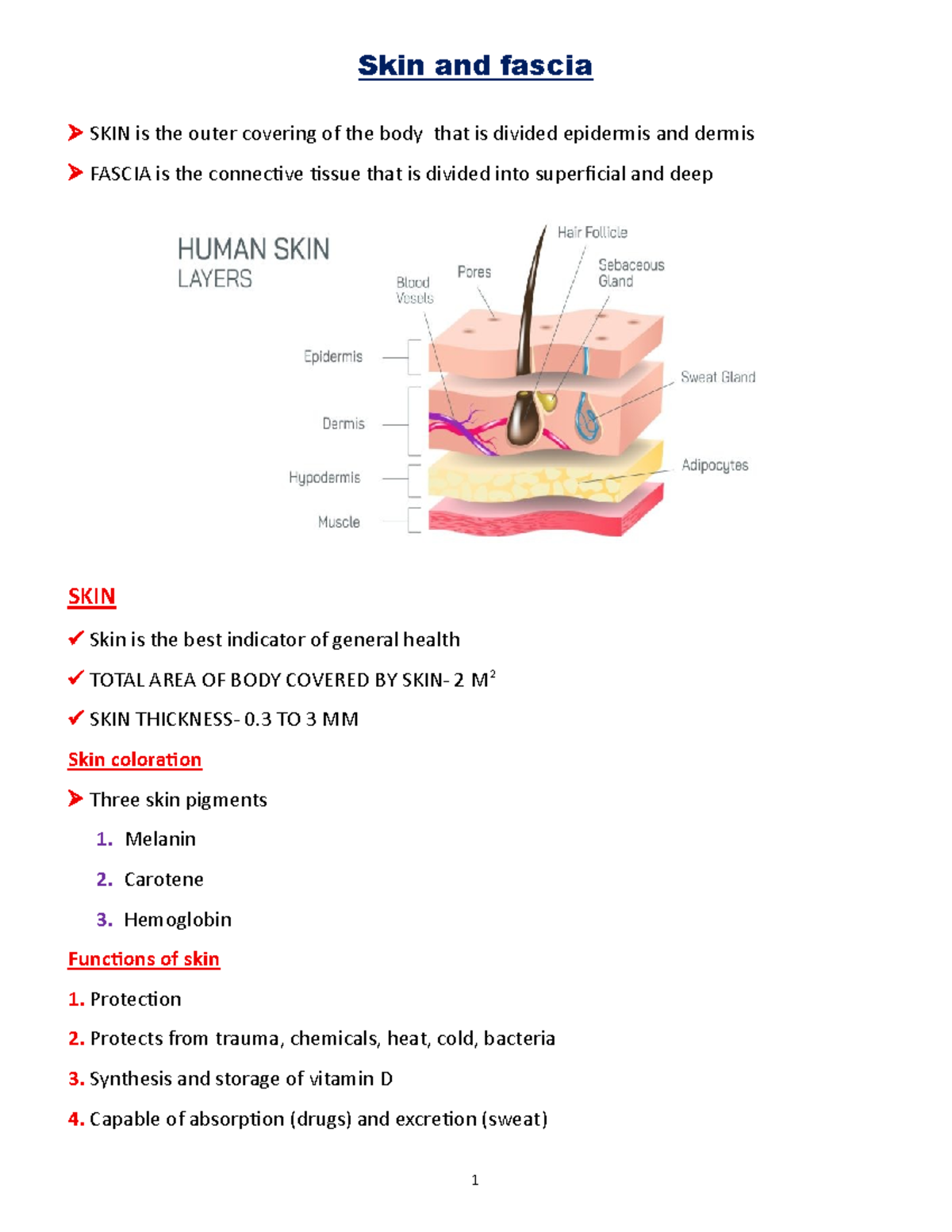 Anatomy of Skin and Fascia: Structure and Functions - Studocu