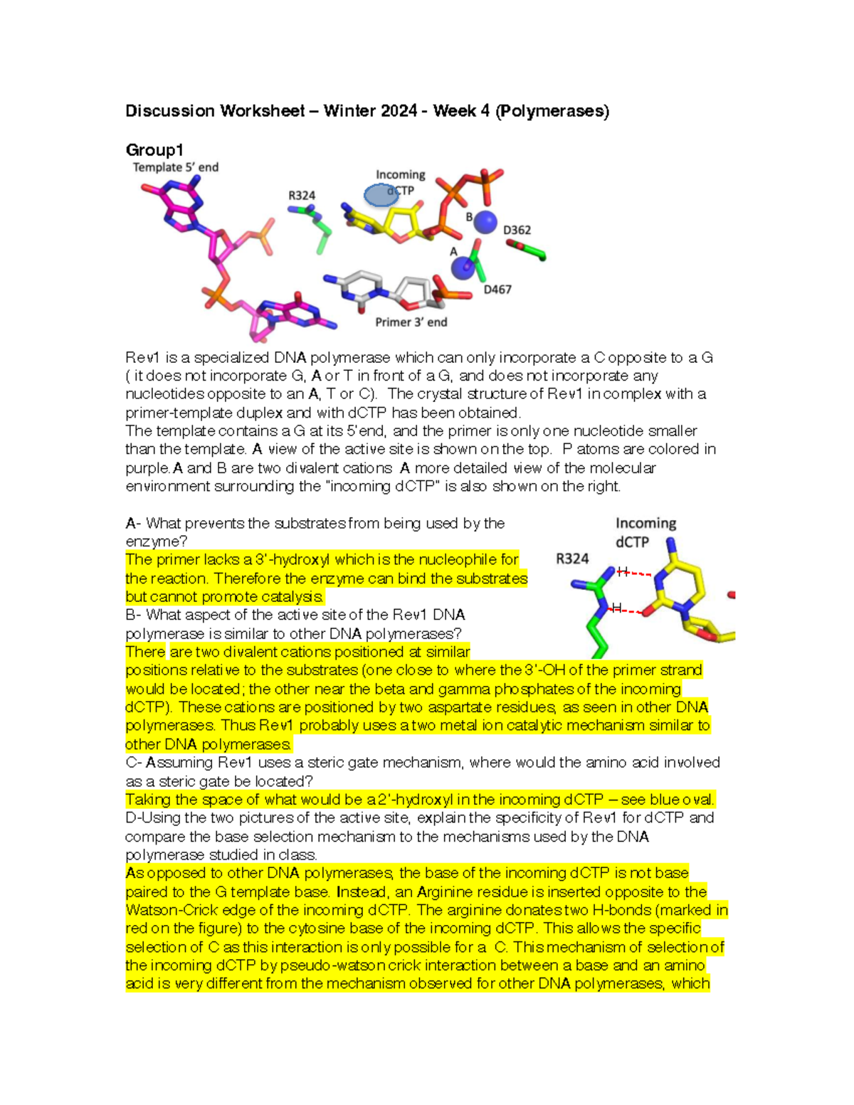 Discussion Worksheet Week 4 (Polymerases) Answer Key Fall 2025 - Studocu