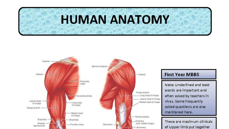 HUMAN ANATOMY: Upper Limb Clinicals for First Year MBBS - Studocu