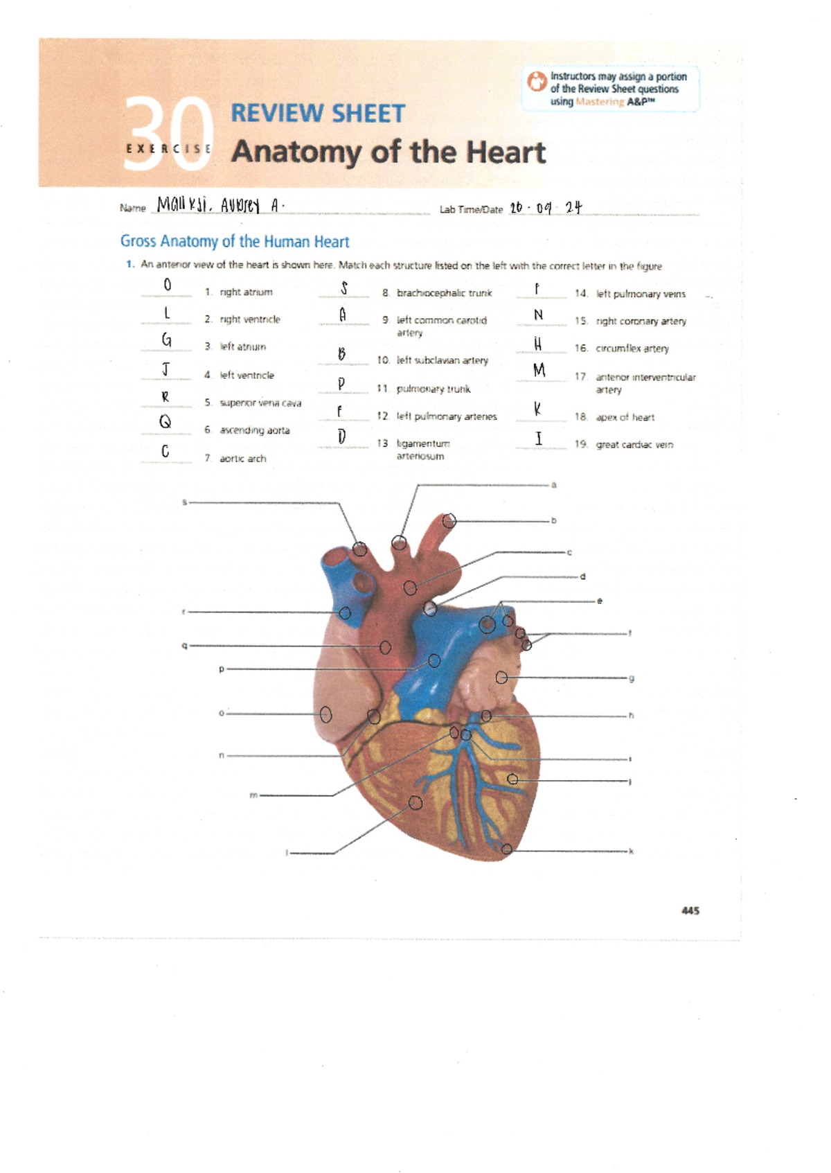 Activity 30 Heart Maliksi - Instructors may assign a portion of the ...