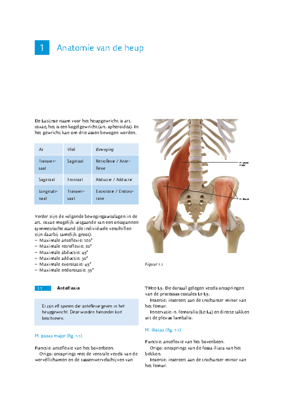 Samenvatting Anatomie van de Heup - Blok 3.1 Aandoeningen Beweging ...