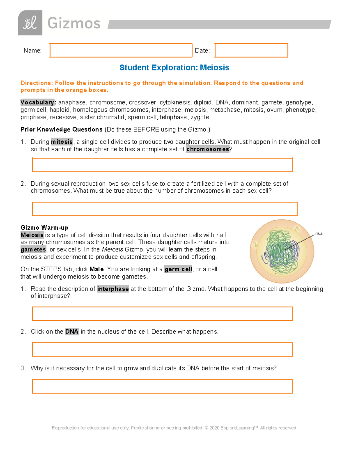 Biology 101: Meiosis Exploration and Gizmo Simulation Guide - Studocu