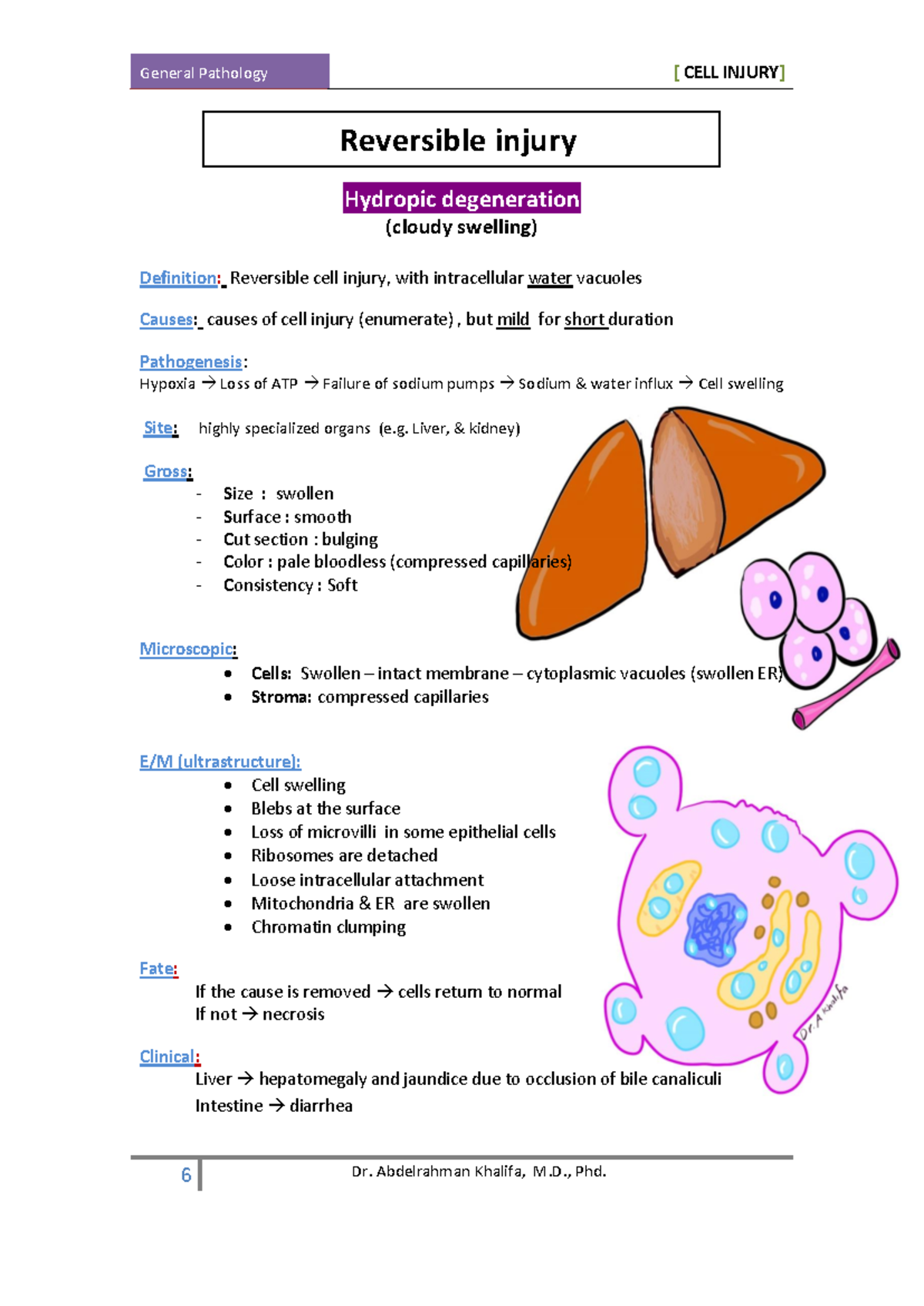 Patho 3 - Reversible & Irreversible Cell Injury Overview - Studocu