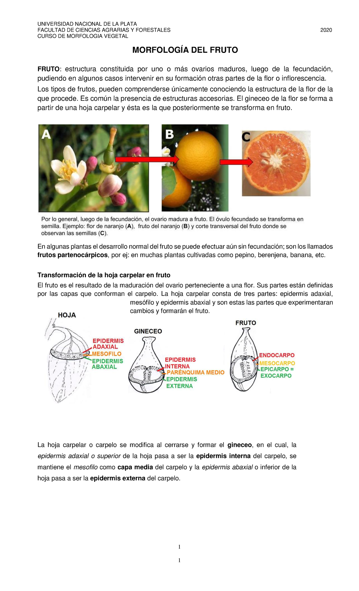 Partes del fruto - FACULTAD DE CIENCIAS AGRARIAS Y FORESTALES 2020 ...