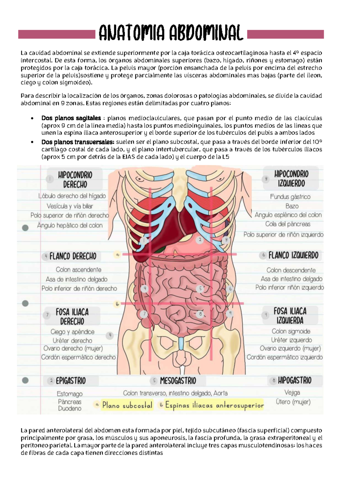 Resumen de la Anatomía del Peritoneo y Cavidad Peritoneal - Studocu