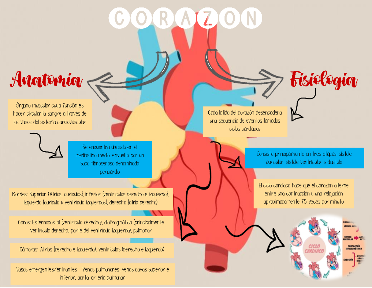 Mapa Conceptual: Anatomía y Fisiología del Corazón - Studocu