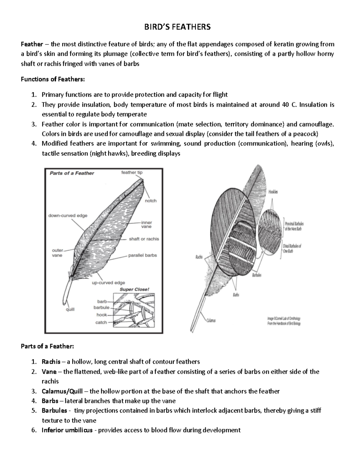 Birds- Feathers: Structure, Functions, and Types Explained - Studocu