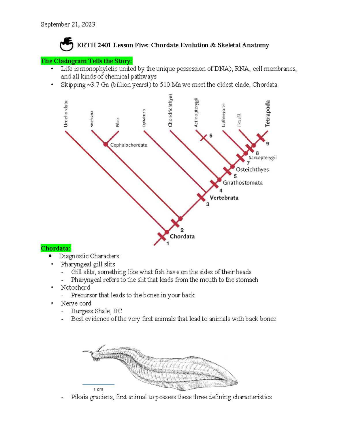 ERTH 2401 Lesson 5: Chordate Evolution & Skeletal Anatomy Notes - Studocu