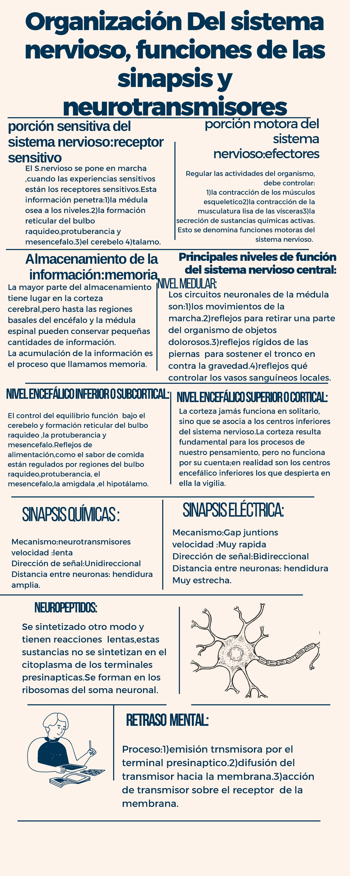 Organización del Sistema Nervioso y Funciones de Sinapsis y Neurotransmisores - Studocu